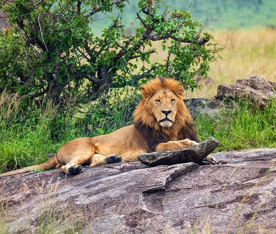 Kenya - Masai Mara Great Migration Safari